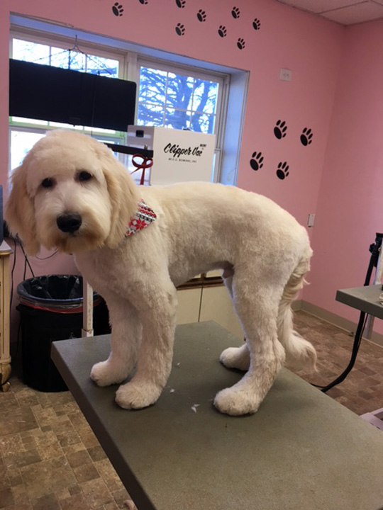 Pink Shears Pet Grooming - Dog Boarding - Shawano, WI