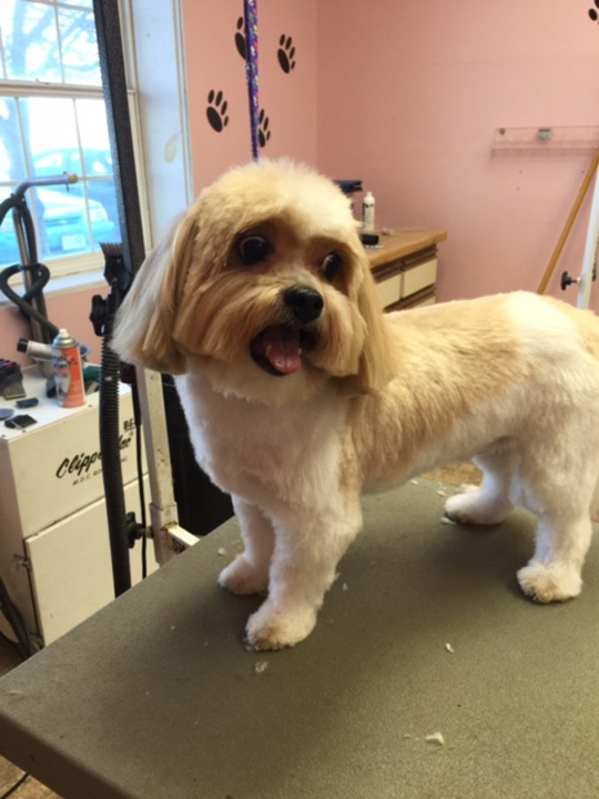 Pink Shears Pet Grooming - Dog Boarding - Shawano, WI
