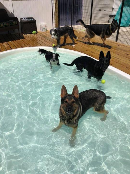 Pink Shears Pet Grooming - Dog Boarding - Shawano, WI